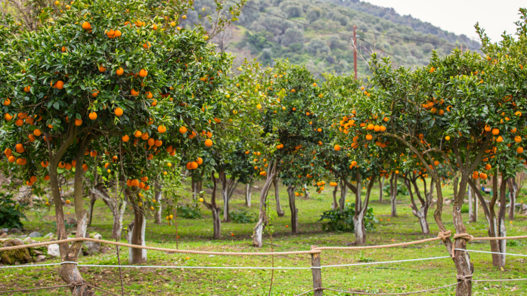 When to Trim Fruit Trees: A Comprehensive Guide | United Kingdom