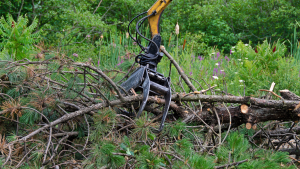 The Environmental Impact of Tree Removal and Sustainable Alternatives