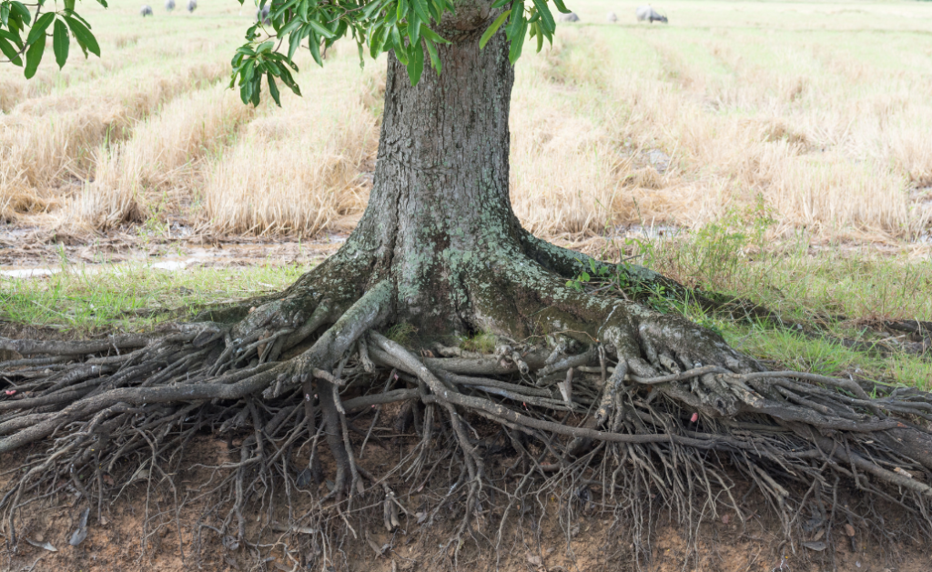 Tree Root Removal: How to Safely Remove Tree Roots